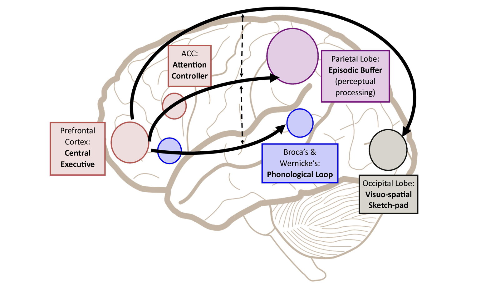 Misconceptions | TREND Institute